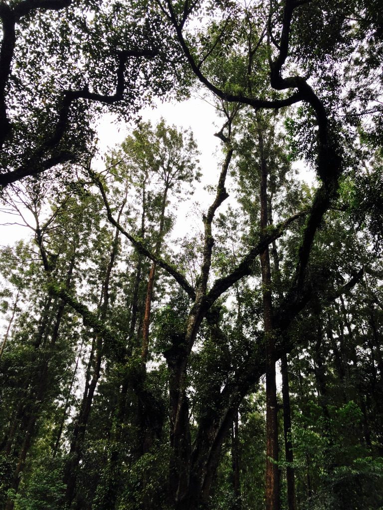 Stand Tall, Like A Tree: #ThursdayTreeLove #NatashaMusing