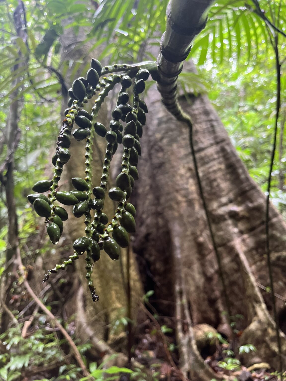 The Alluring Rainforests of Agumbe | Natasha Musing