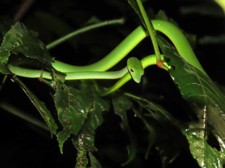 Exploring Agumbe Rainforests with KCRE - II | Natasha Musing